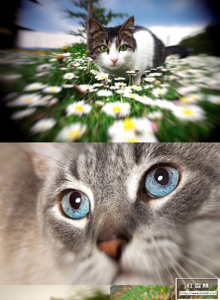 【PS插件】PS/LR汉化版滤镜插件 Alien Skin Bokeh 2 一键生成唯美景深效果-红森林